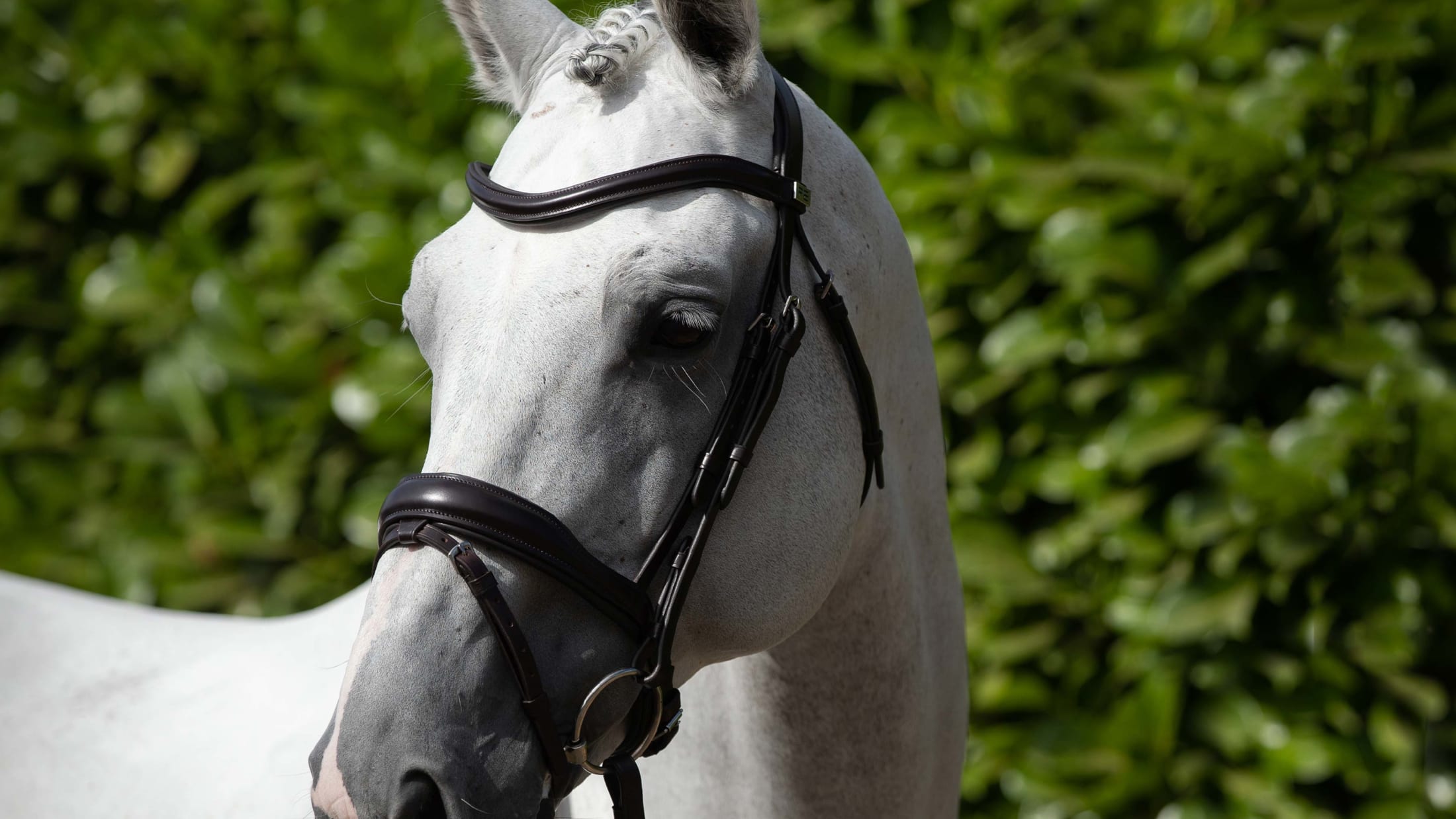 PE Bridle Parts and Accessories – ROBYN'S TACK ROOM