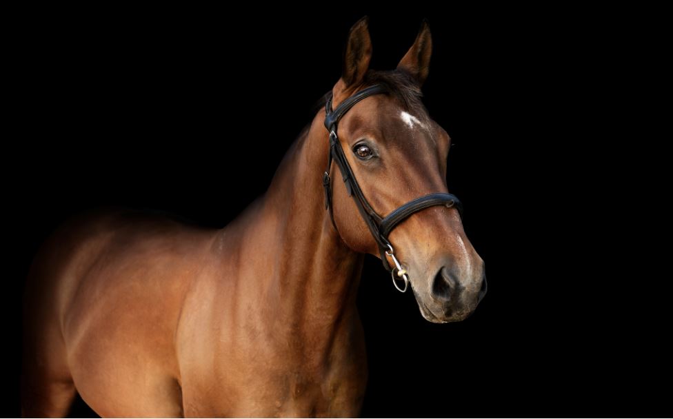 Bombers Drop Cheek (Cheek Piece) – ROBYN'S TACK ROOM