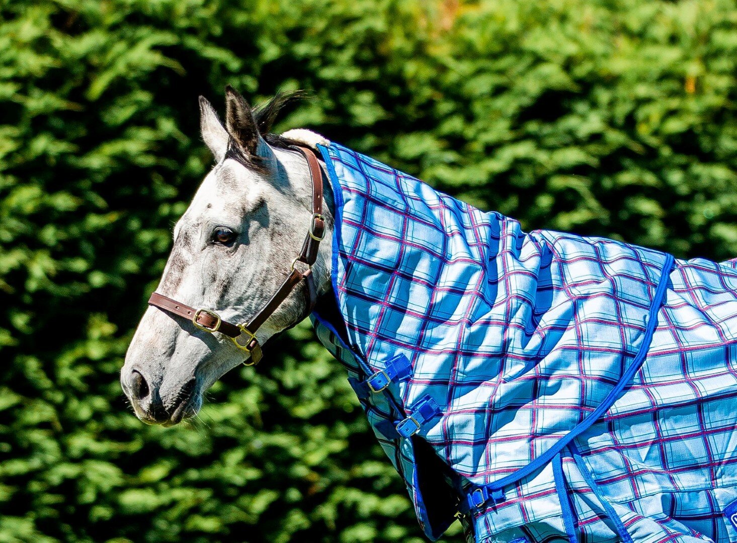 Neck Rugs – ROBYN'S TACK ROOM