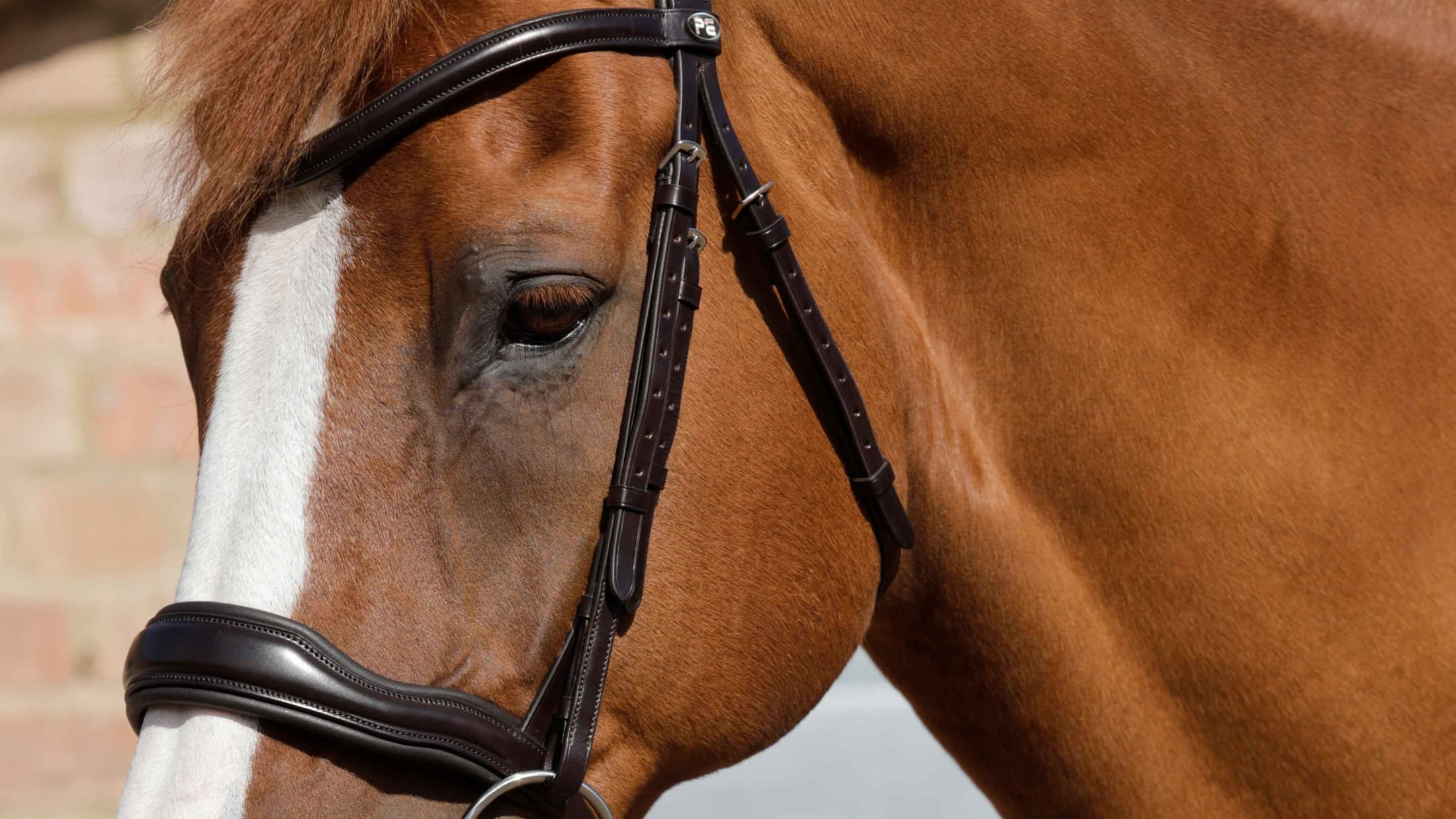 New Bridles & Browbands – ROBYN'S TACK ROOM
